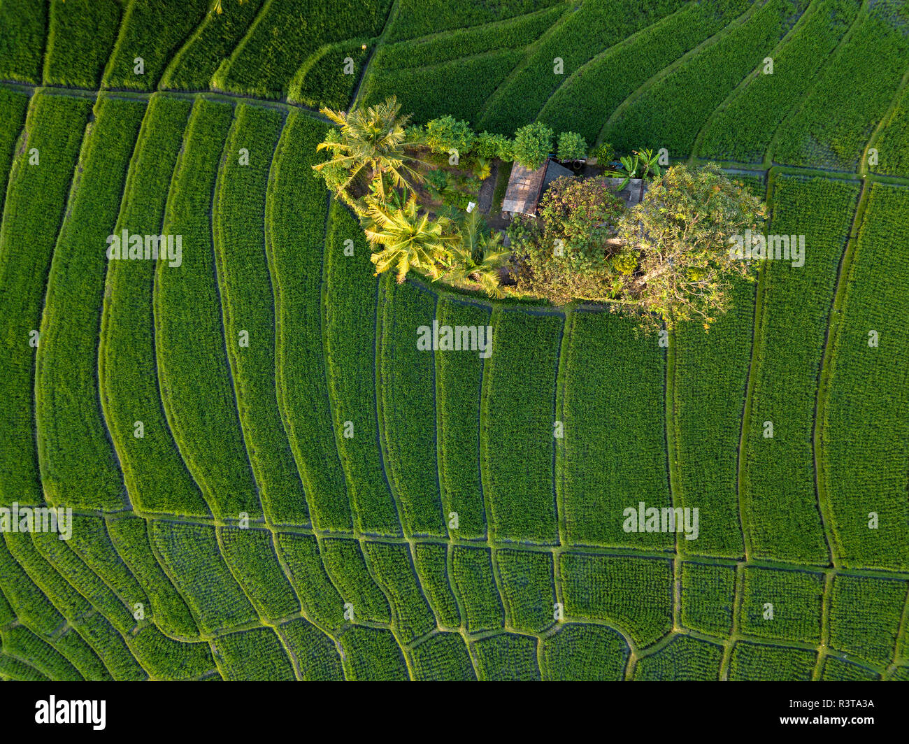 Aerial view rice field structure hi-res stock photography and images ...