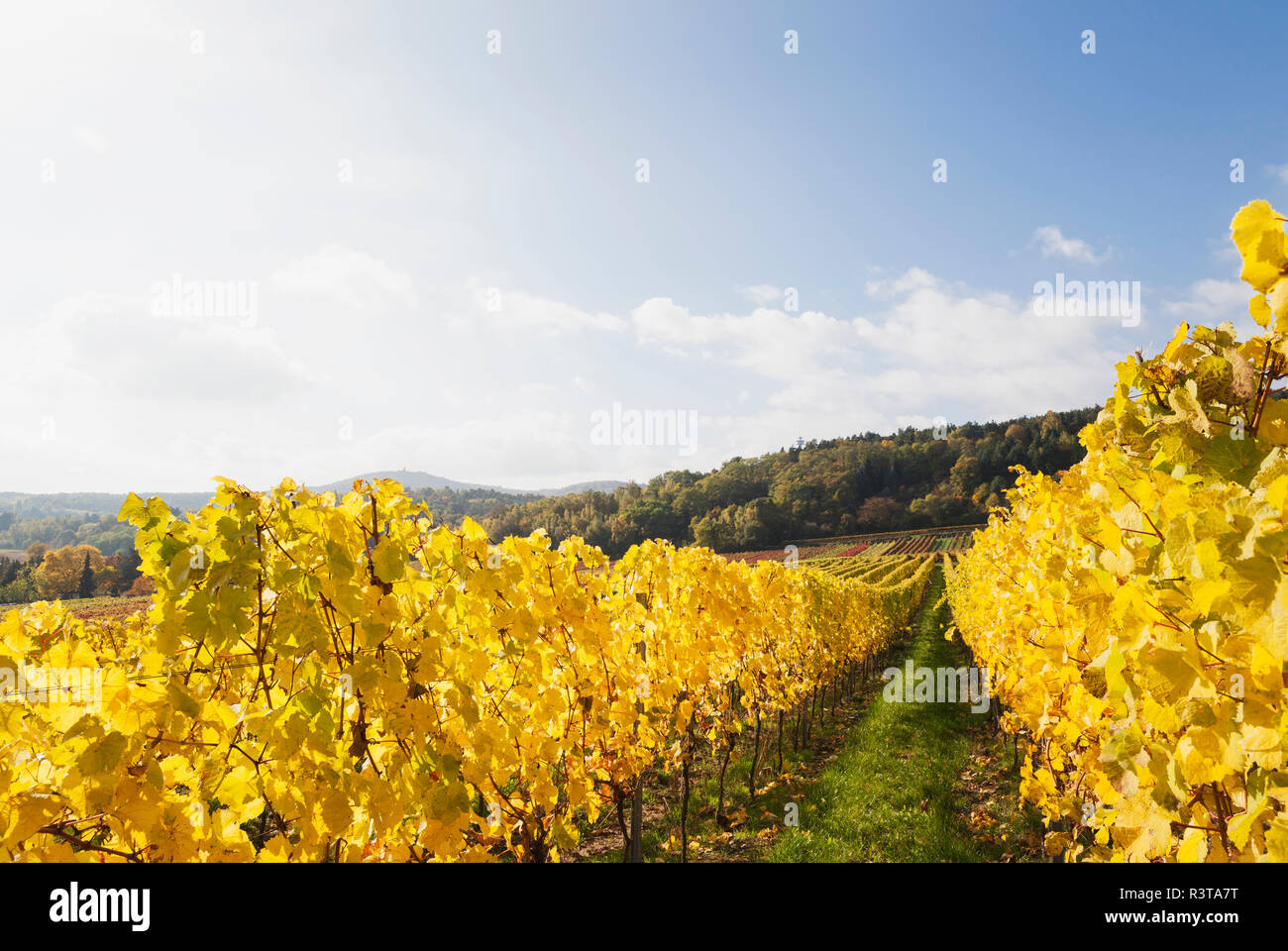 Germany, Rhineland-Palatinate, vineyards in autumn colours, German Wine ...