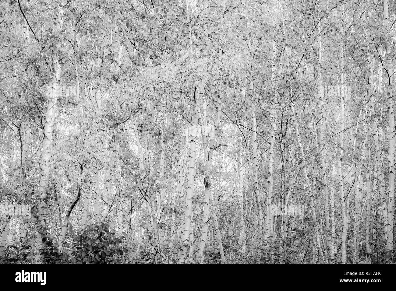 Birch forest hi-res stock photography and images - Alamy