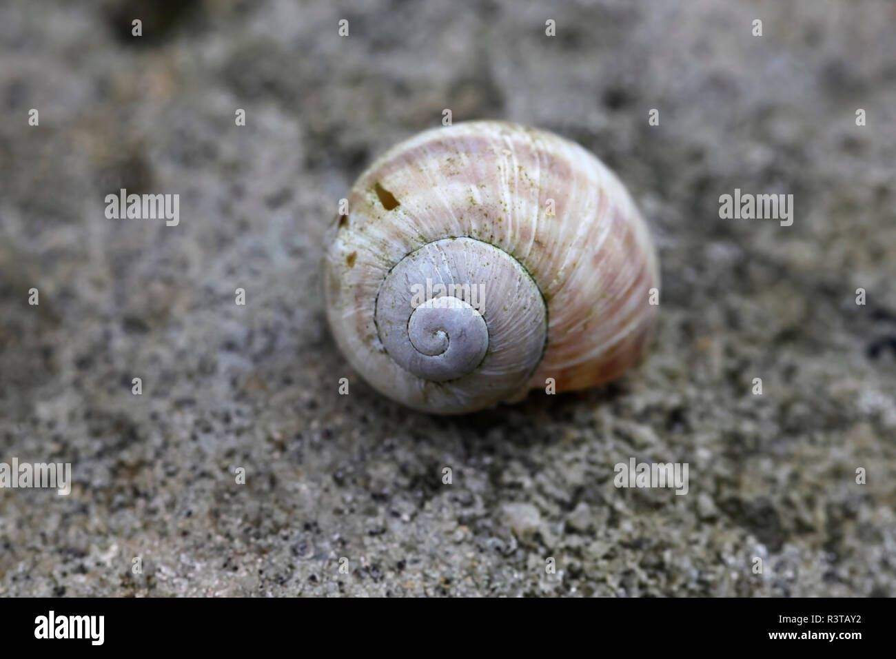 Structure of snail hi-res stock photography and images - Alamy