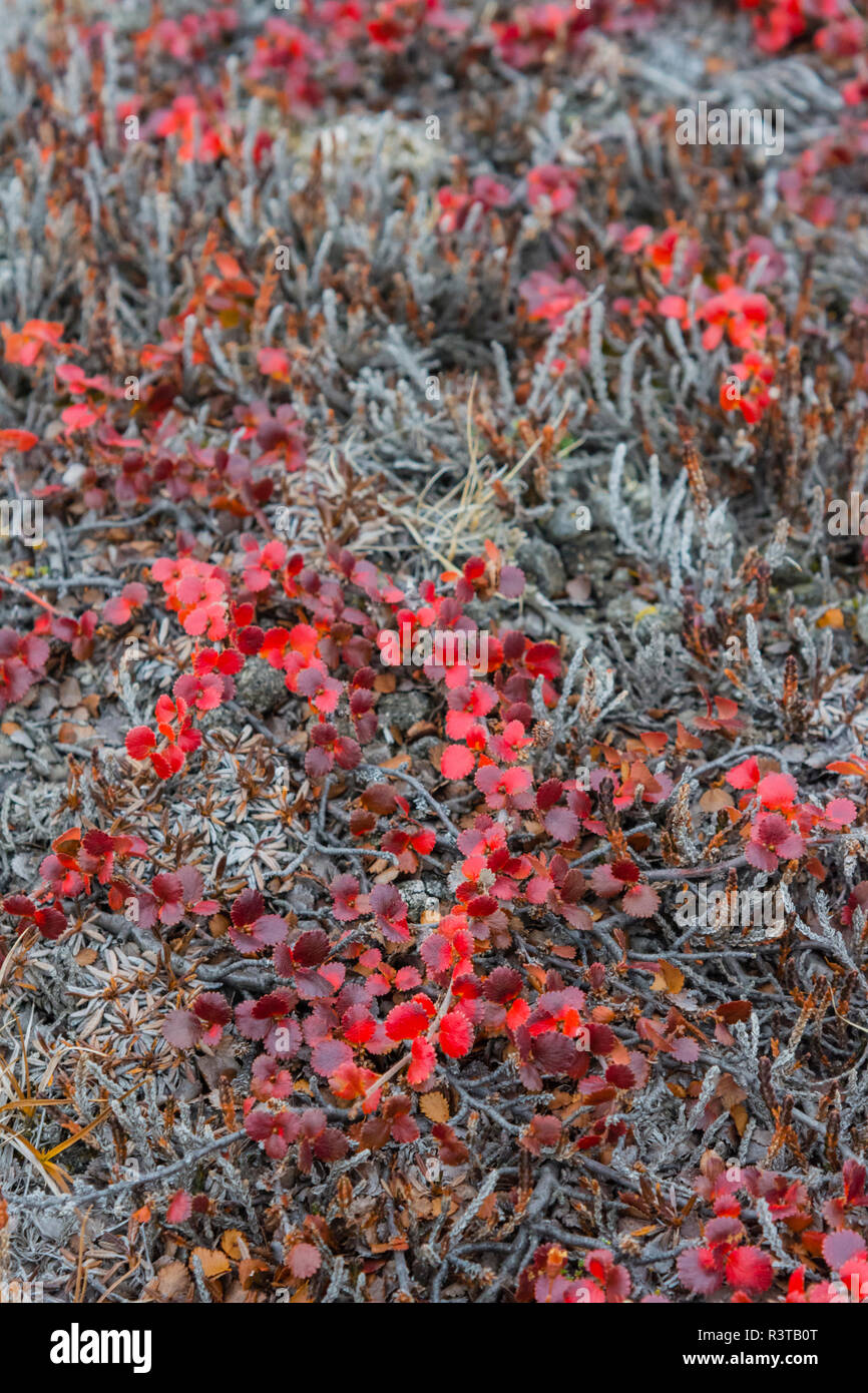 Greenland. Northeast Greenland National Park, Kong Oscar Fjord. Ella ...