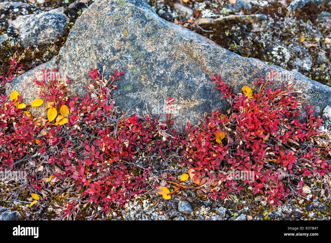 Arctic blueberry hi-res stock photography and images - Alamy