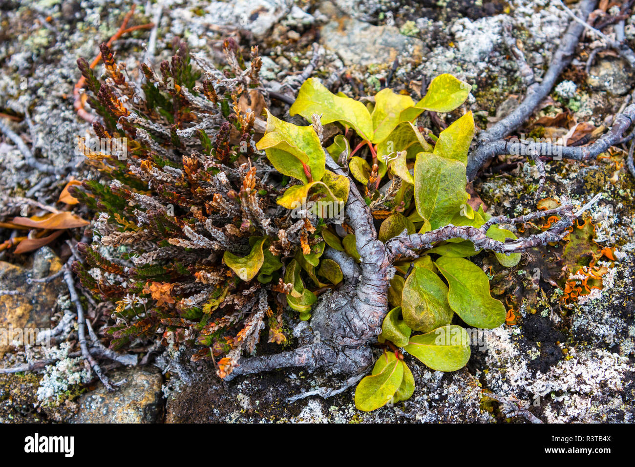 Arctic willow hi-res stock photography and images - Alamy