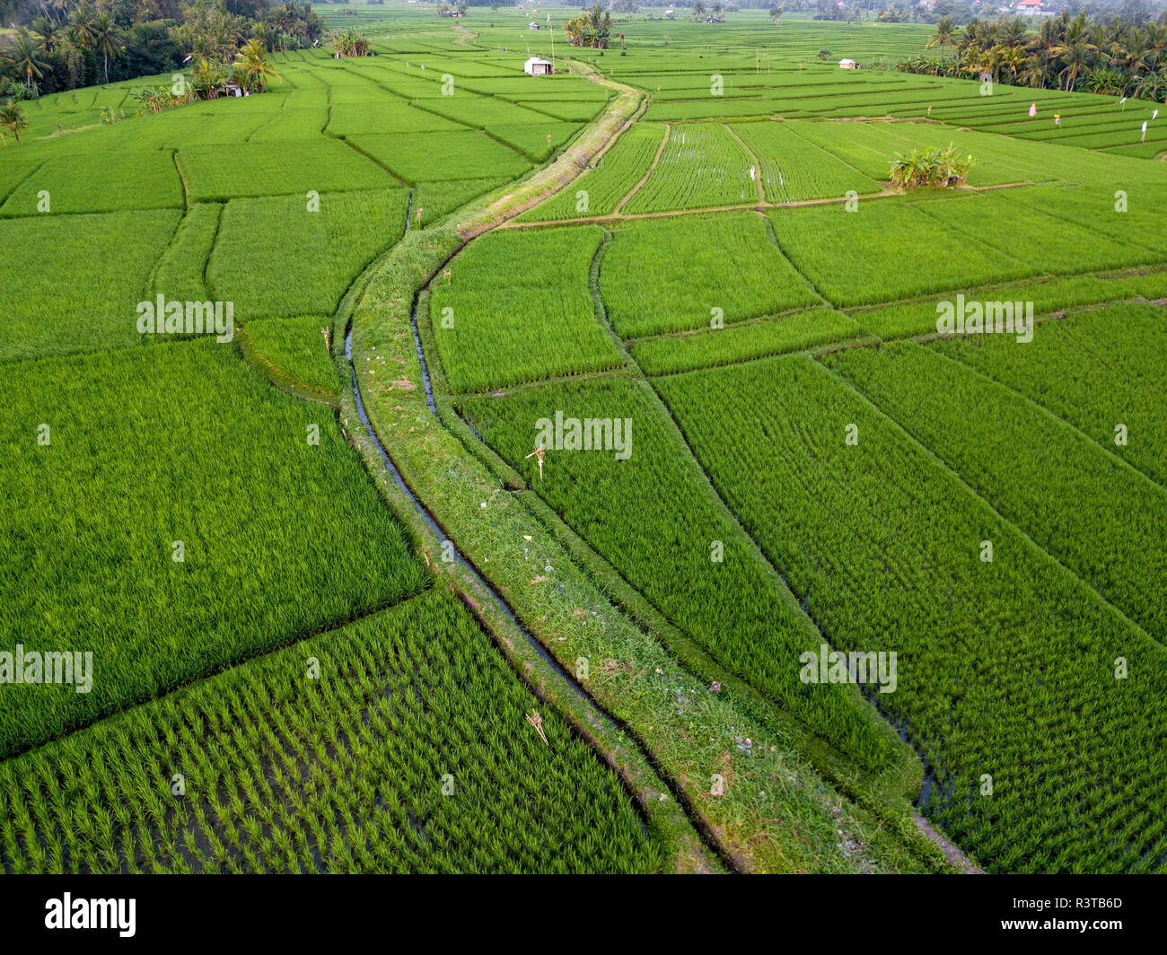 Indonesia, Bali, Aerial view of rice fields Stock Photo - Alamy