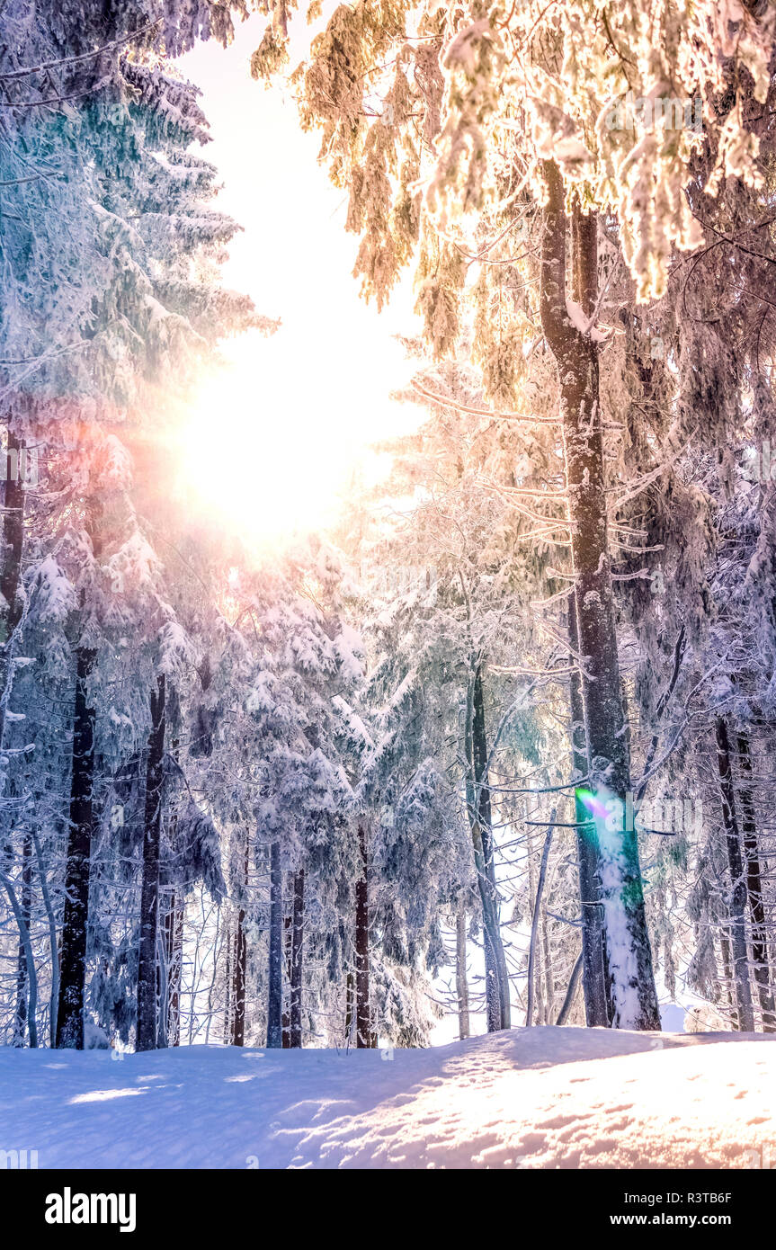 Backlit trees snow hi-res stock photography and images - Alamy
