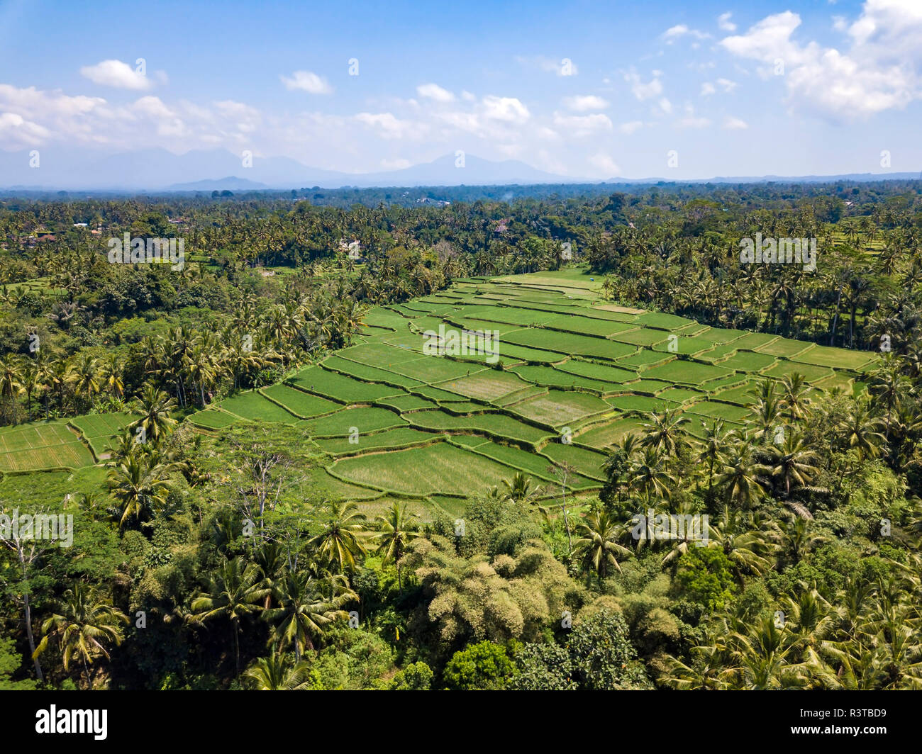 Indonesia, Bali, Ubud, Aerial view of rice fields Stock Photo - Alamy