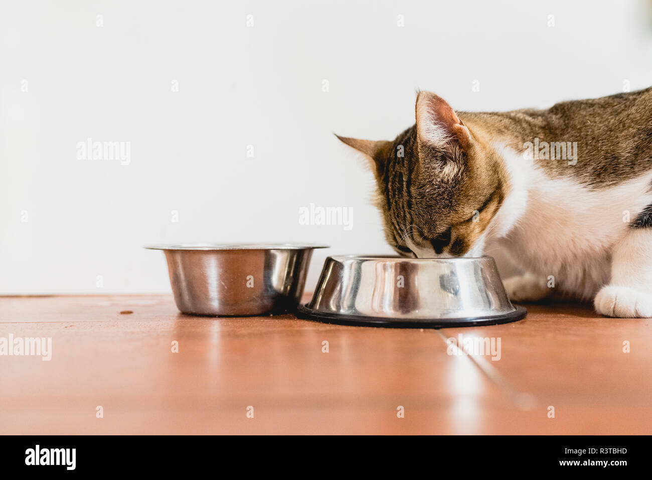 Cat eating from his bowl on the ground Stock Photo - Alamy