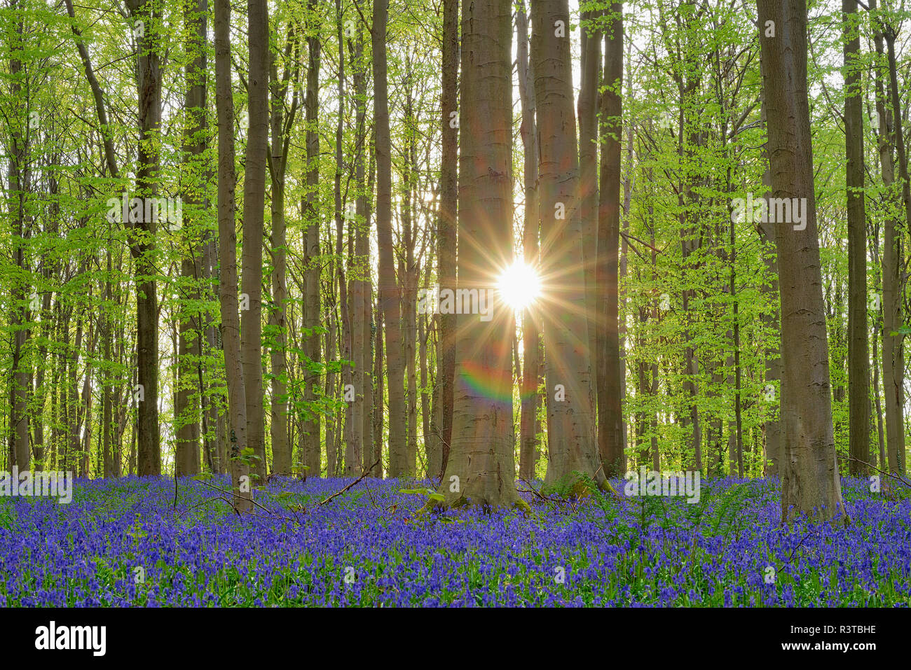 Flemish brabant hi-res stock photography and images - Alamy