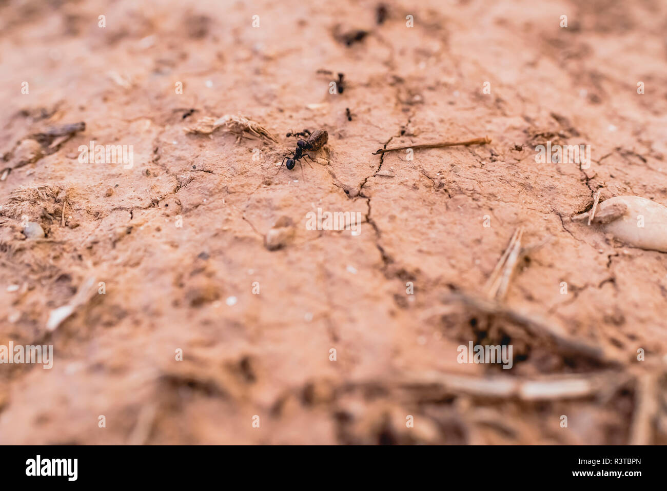 Ants in a row walking looking for food Stock Photo - Alamy