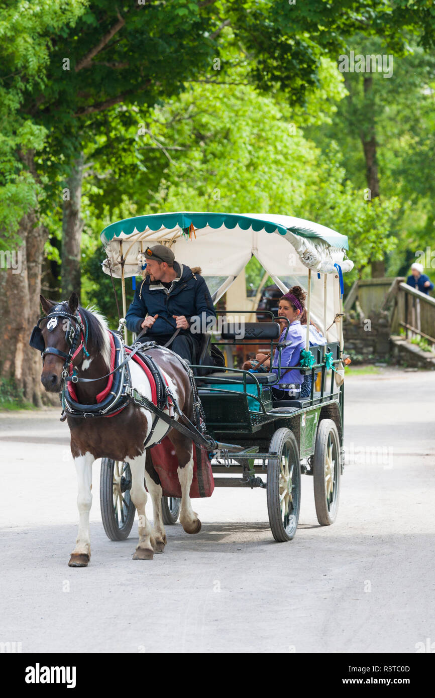 Jaunting car horse hi-res stock photography and images - Alamy
