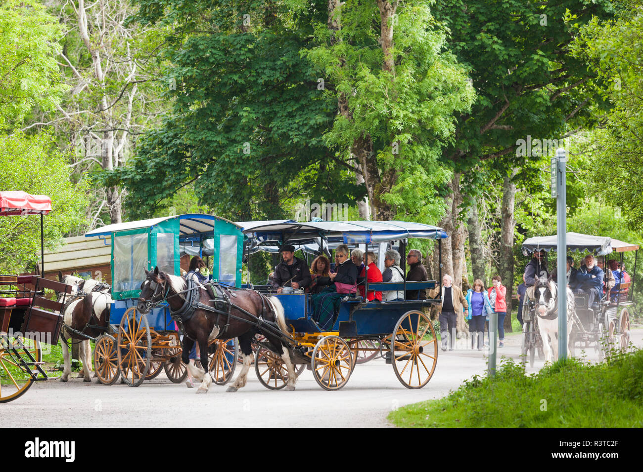 Ireland, County Kerry, Ring of Kerry, Killarney, Jaunting Cars, horse ...