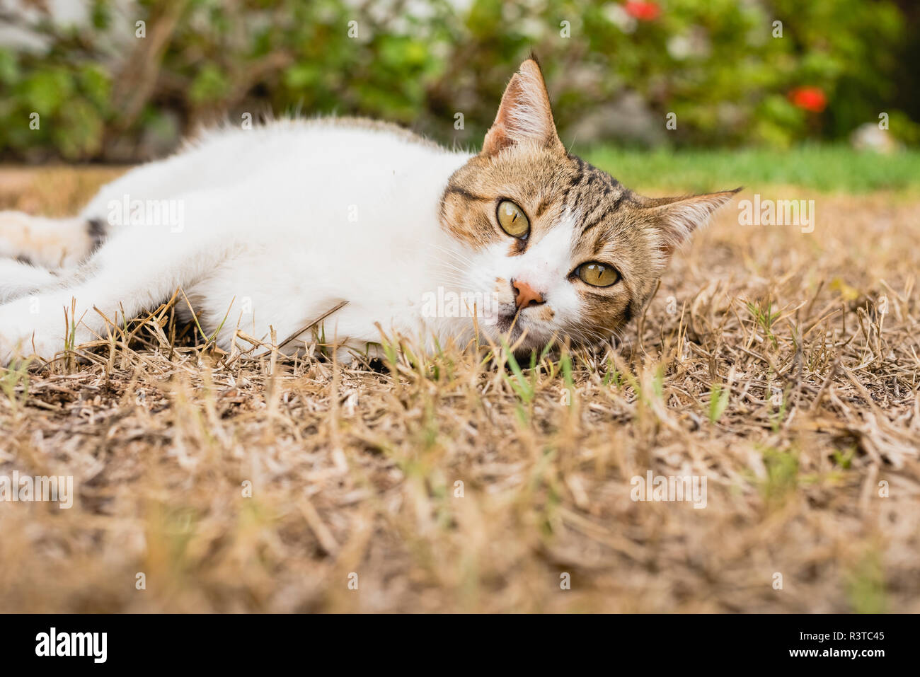 Independent and lazy street cats Stock Photo - Alamy