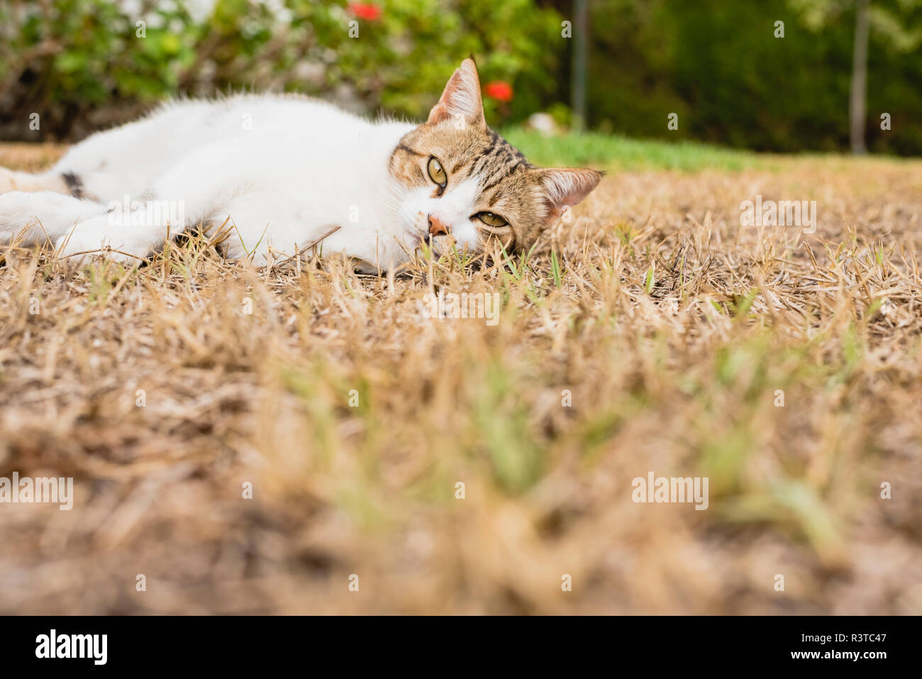 Independent and lazy street cats Stock Photo - Alamy