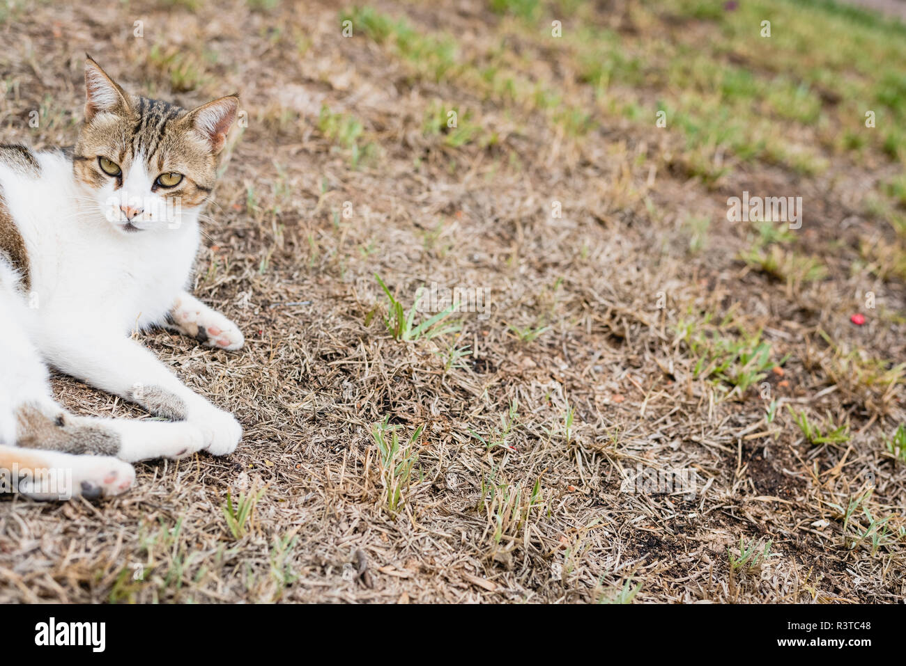 Independent and lazy street cats Stock Photo - Alamy