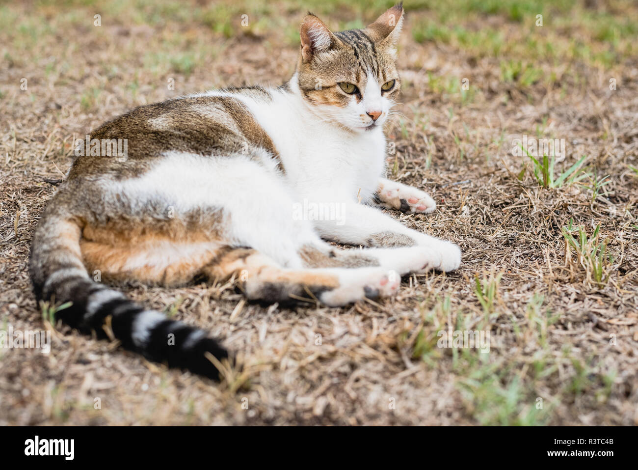 Independent and lazy street cats Stock Photo - Alamy