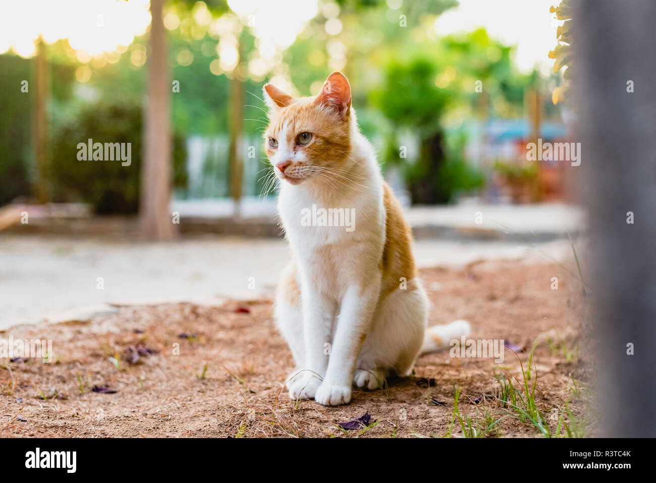 Independent and lazy street cats Stock Photo - Alamy