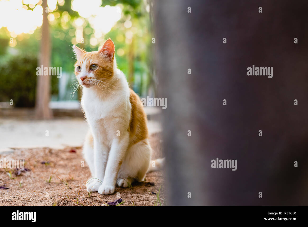 Independent and lazy street cats Stock Photo - Alamy