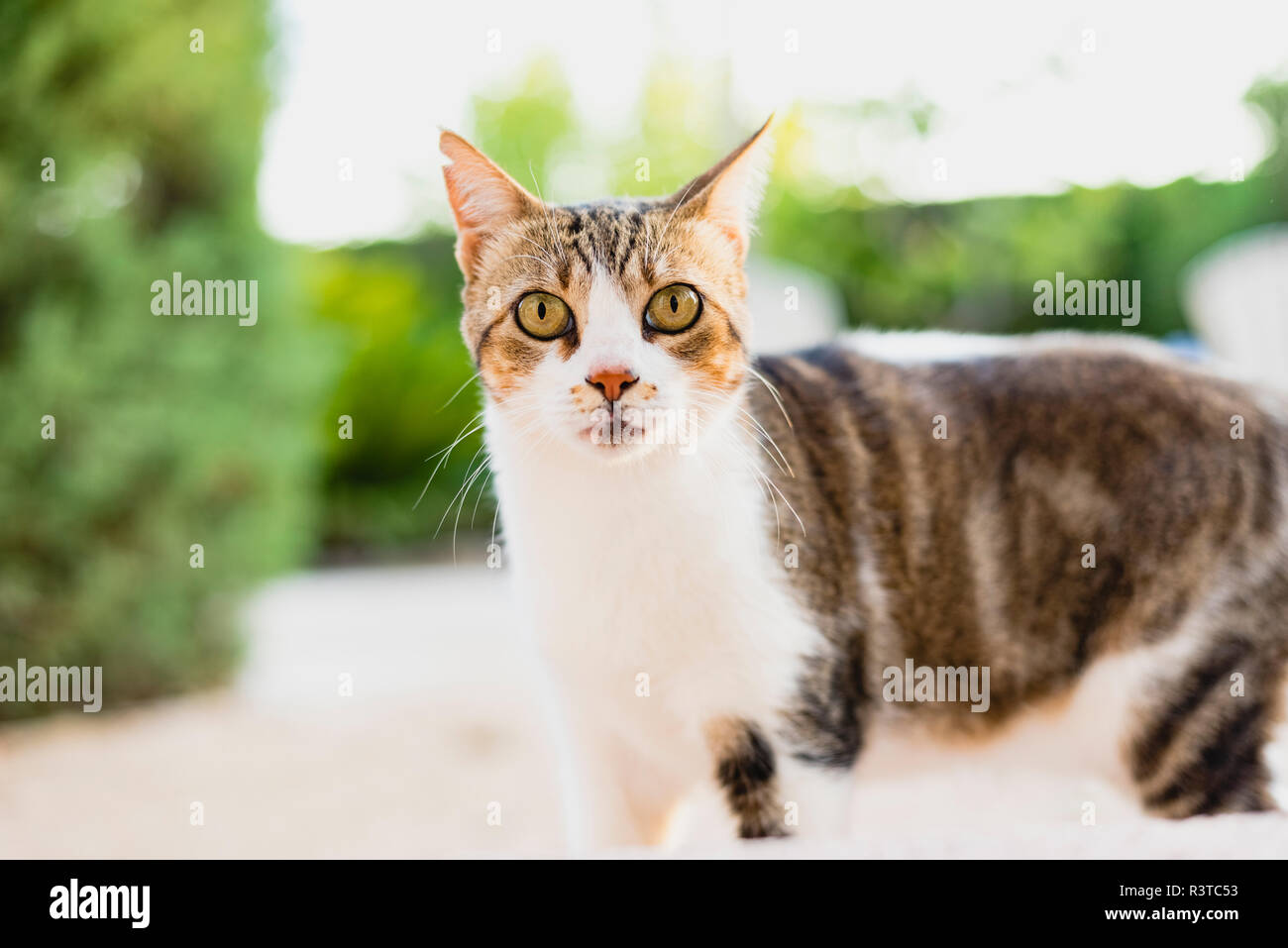 Independent and lazy street cats Stock Photo - Alamy