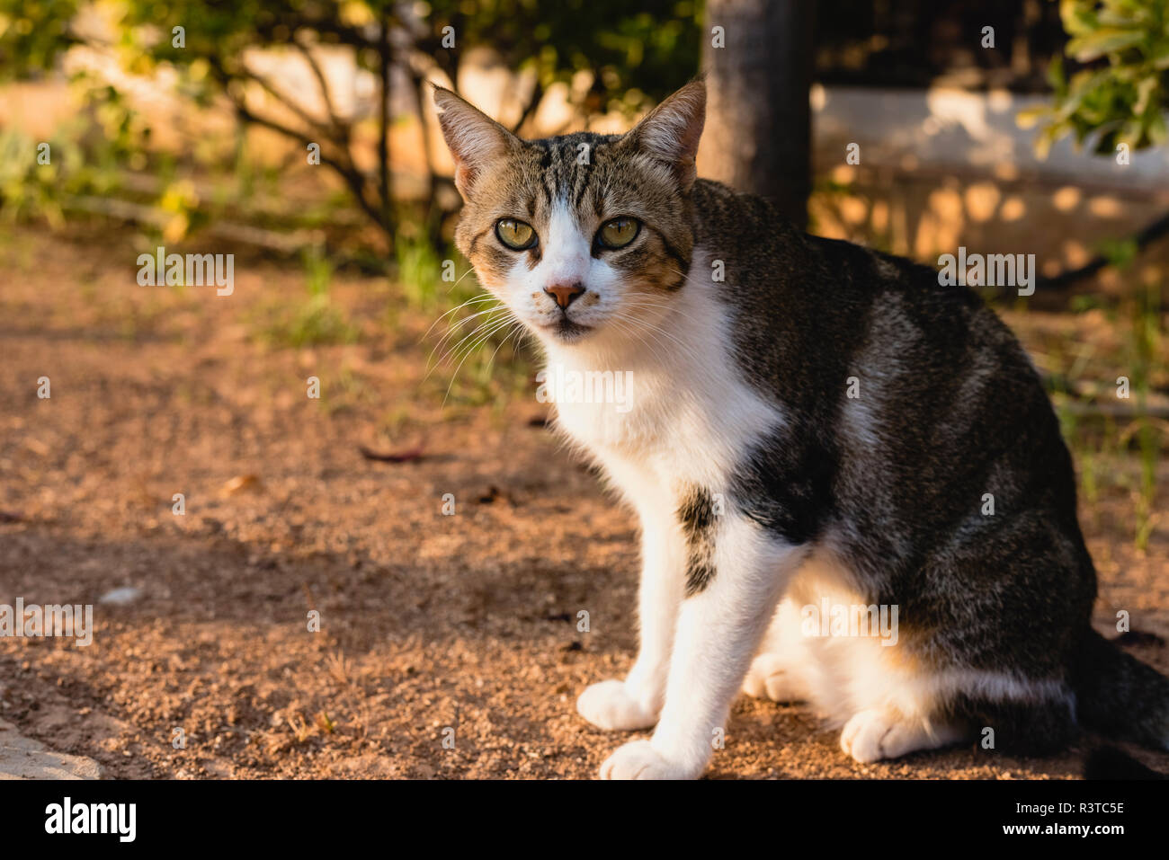 Independent and lazy street cats Stock Photo - Alamy
