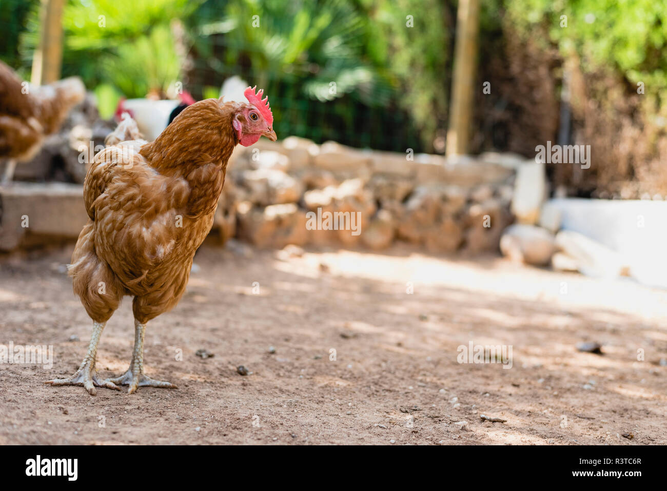 Corral hen hi-res stock photography and images - Alamy