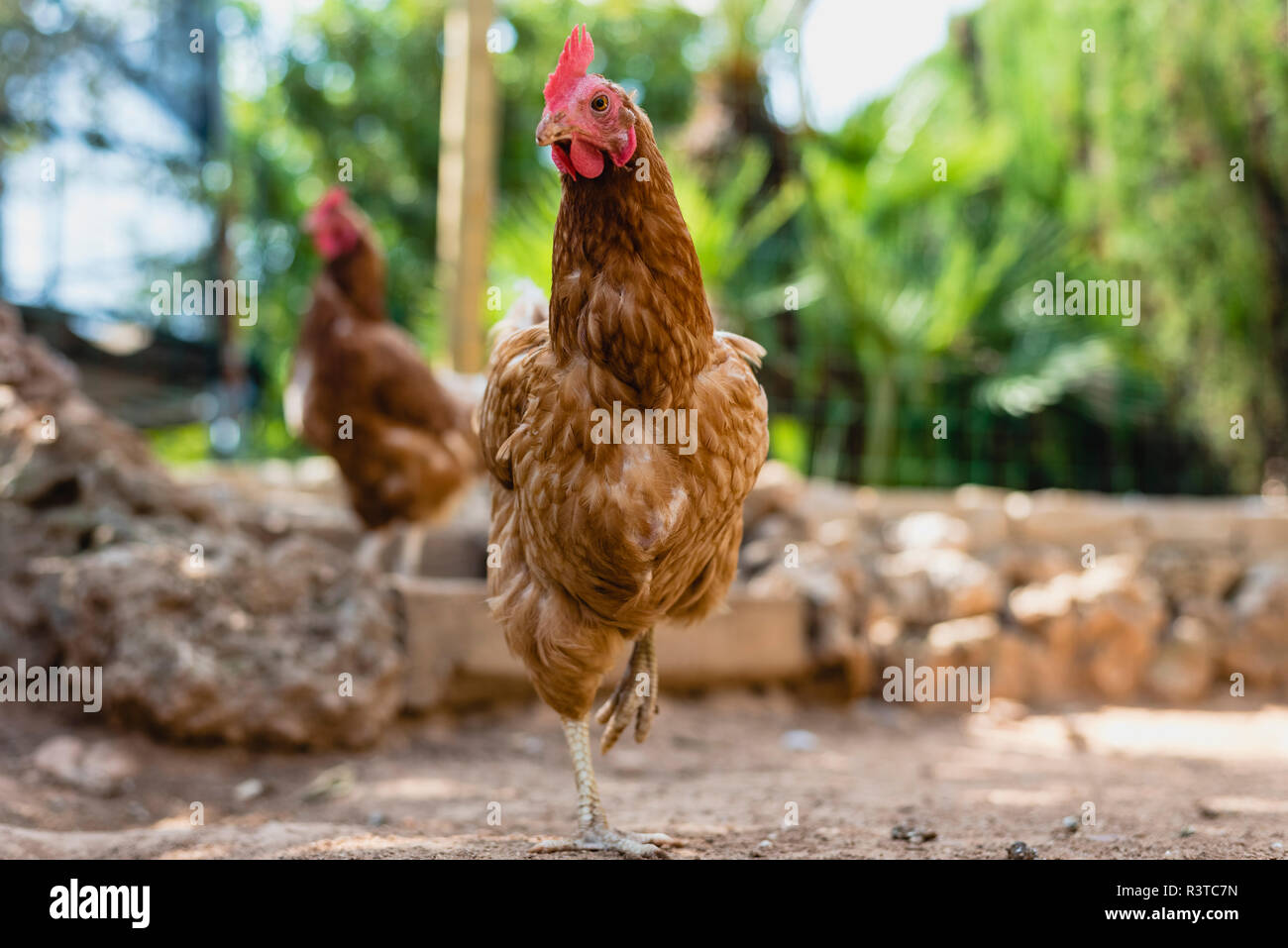 Organic chickens in their corral Stock Photo - Alamy