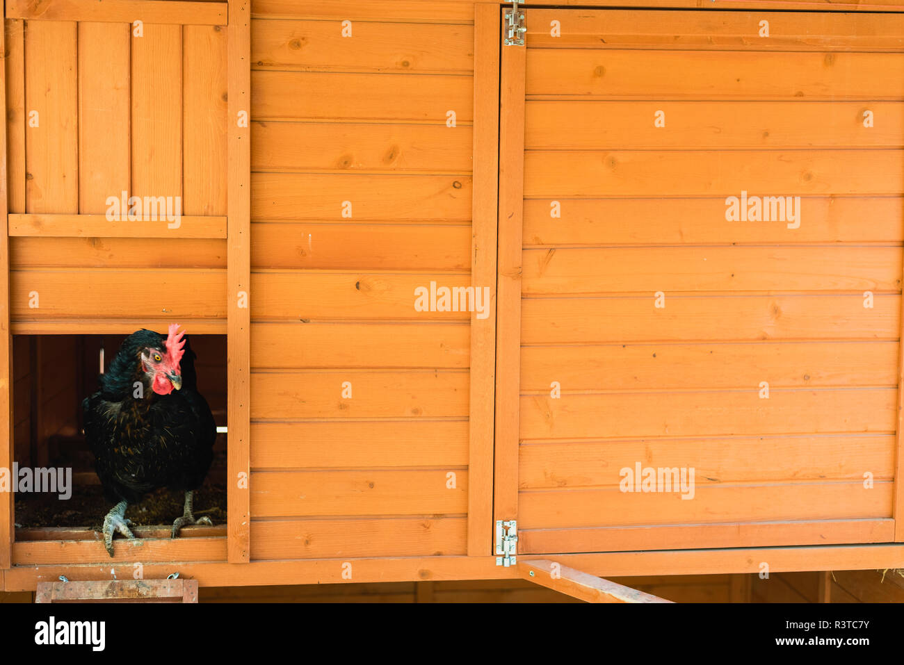 Organic chickens in their corral Stock Photo - Alamy