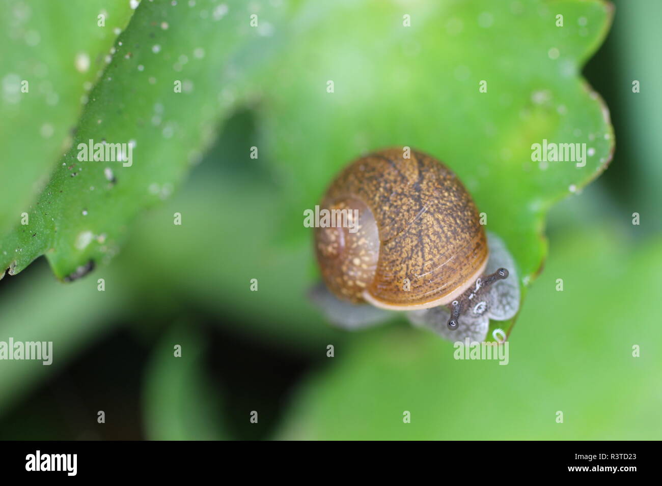 Animales bebé hi-res stock photography and images - Alamy