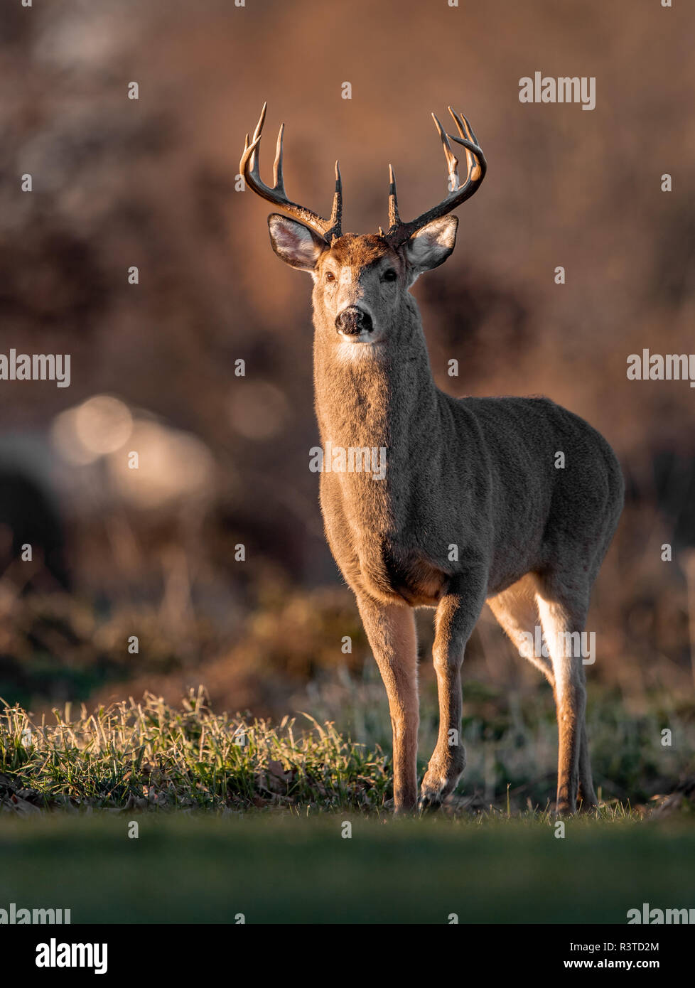 White Tailed Deer Stock Photo - Alamy