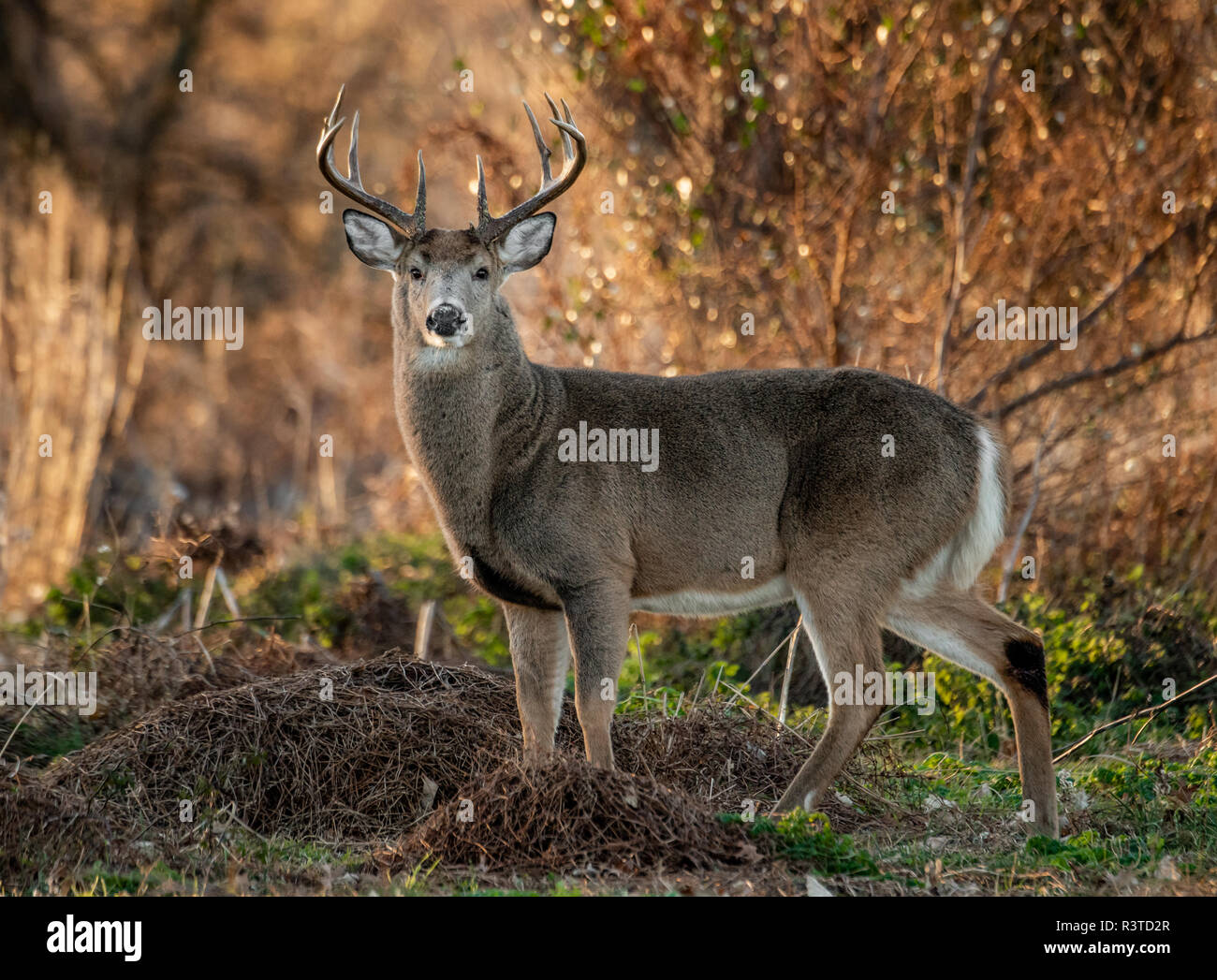 Black Buck Deer High Resolution Stock Photography and Images - Alamy