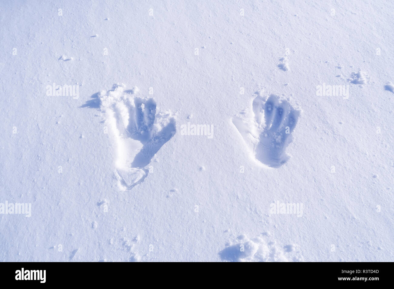 Footprint and hands on snow for texture background Stock Photo - Alamy