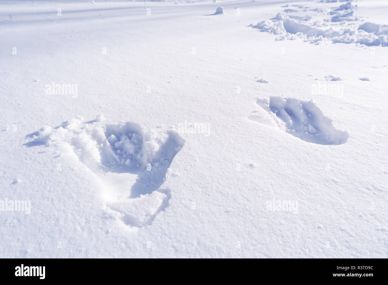 Footprint and hands on snow for texture background Stock Photo - Alamy