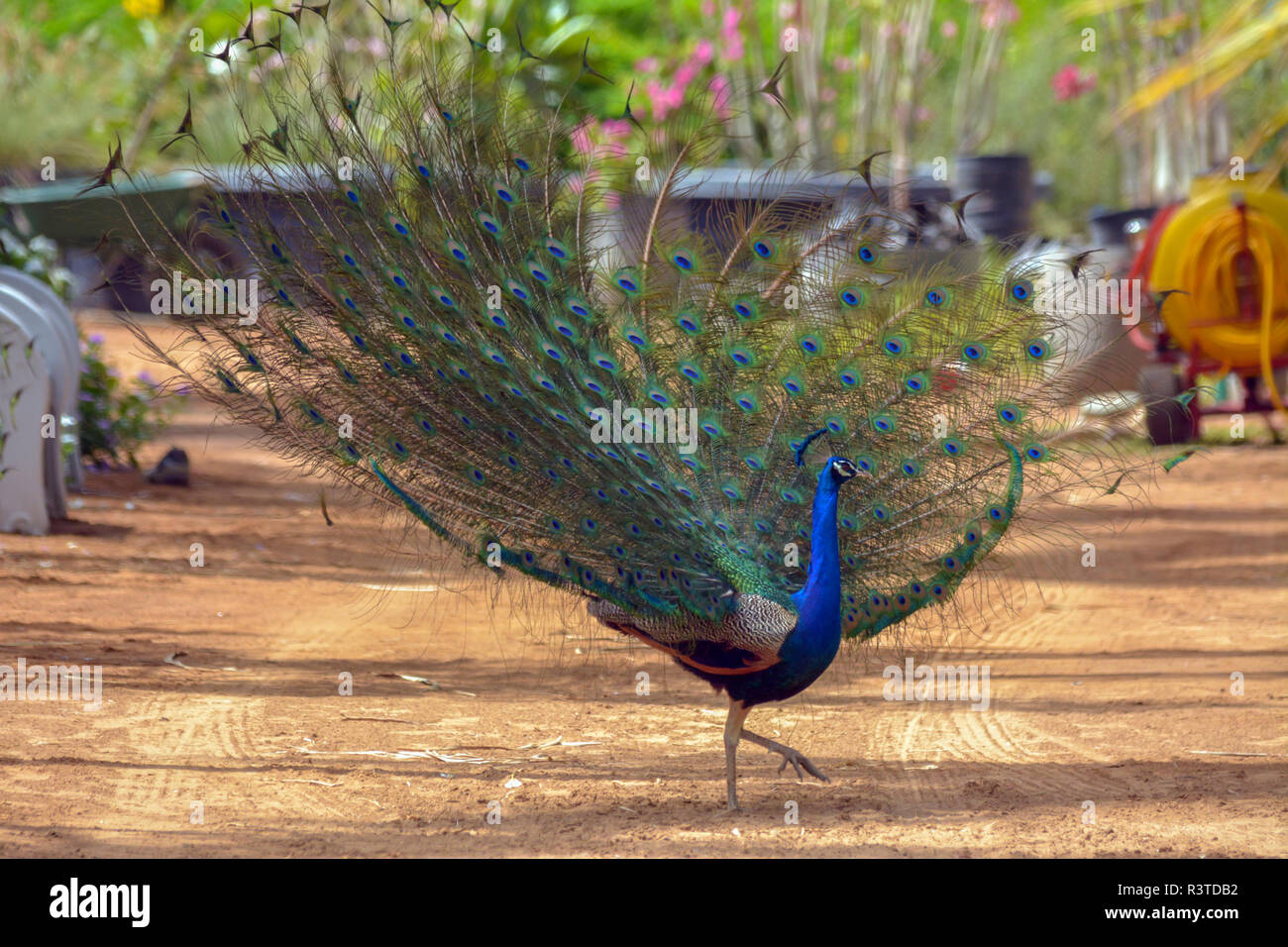 Dancing peacock hi-res stock photography and images - Alamy