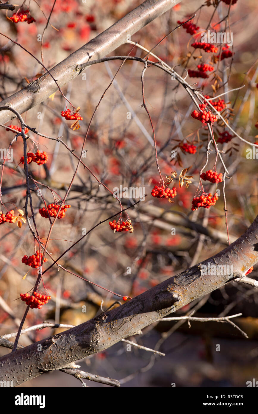 Ash tree in fall, Wallowa Valley, Oregon Stock Photo - Alamy