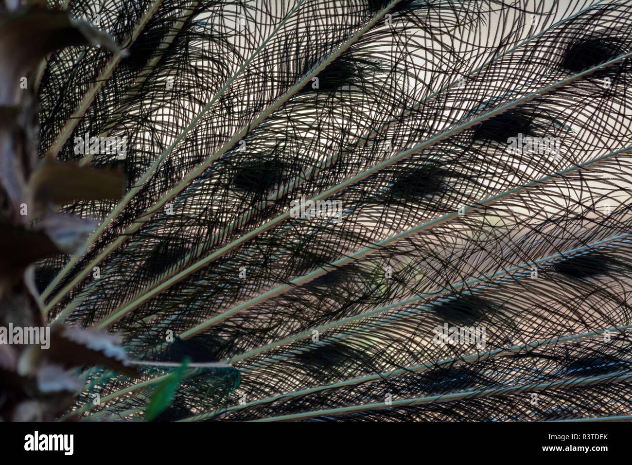 Peacock back plumage hi-res stock photography and images - Alamy