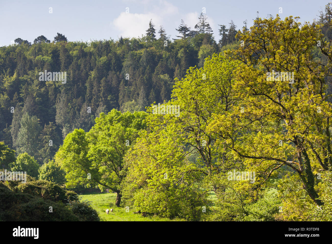 Ireland, County Kilkenny, Inistioge, springtime landscape Stock Photo ...
