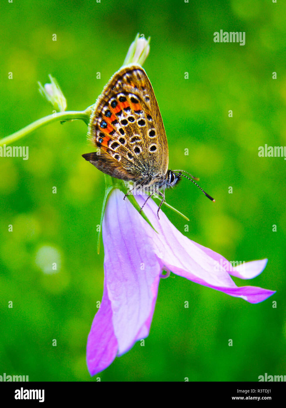 Celestial monarch hi-res stock photography and images - Alamy