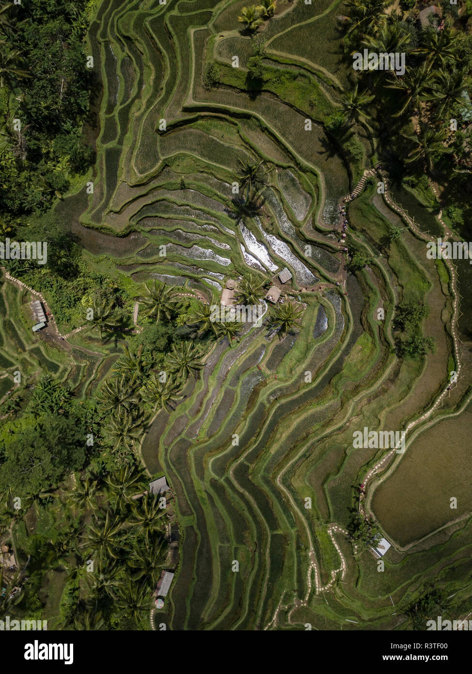 Indonesia, Bali, Ubud, Tegalalang, Aerial view of rice fields, terraced ...