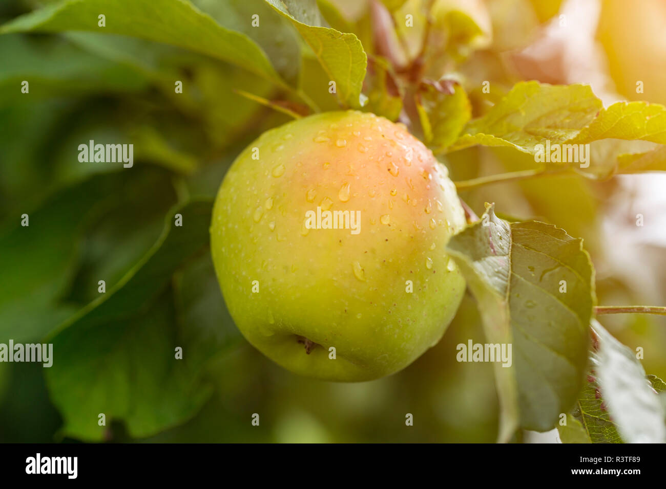 Germany, apple in tree Stock Photo - Alamy