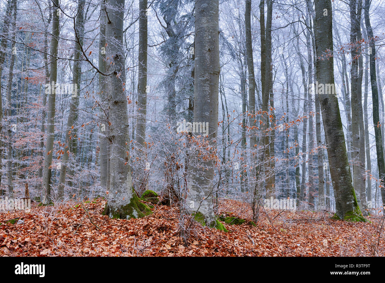 Hoar frost in nature hi-res stock photography and images - Alamy