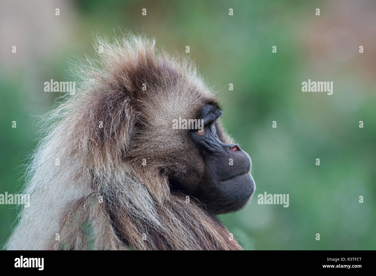 Gelada hi-res stock photography and images - Alamy