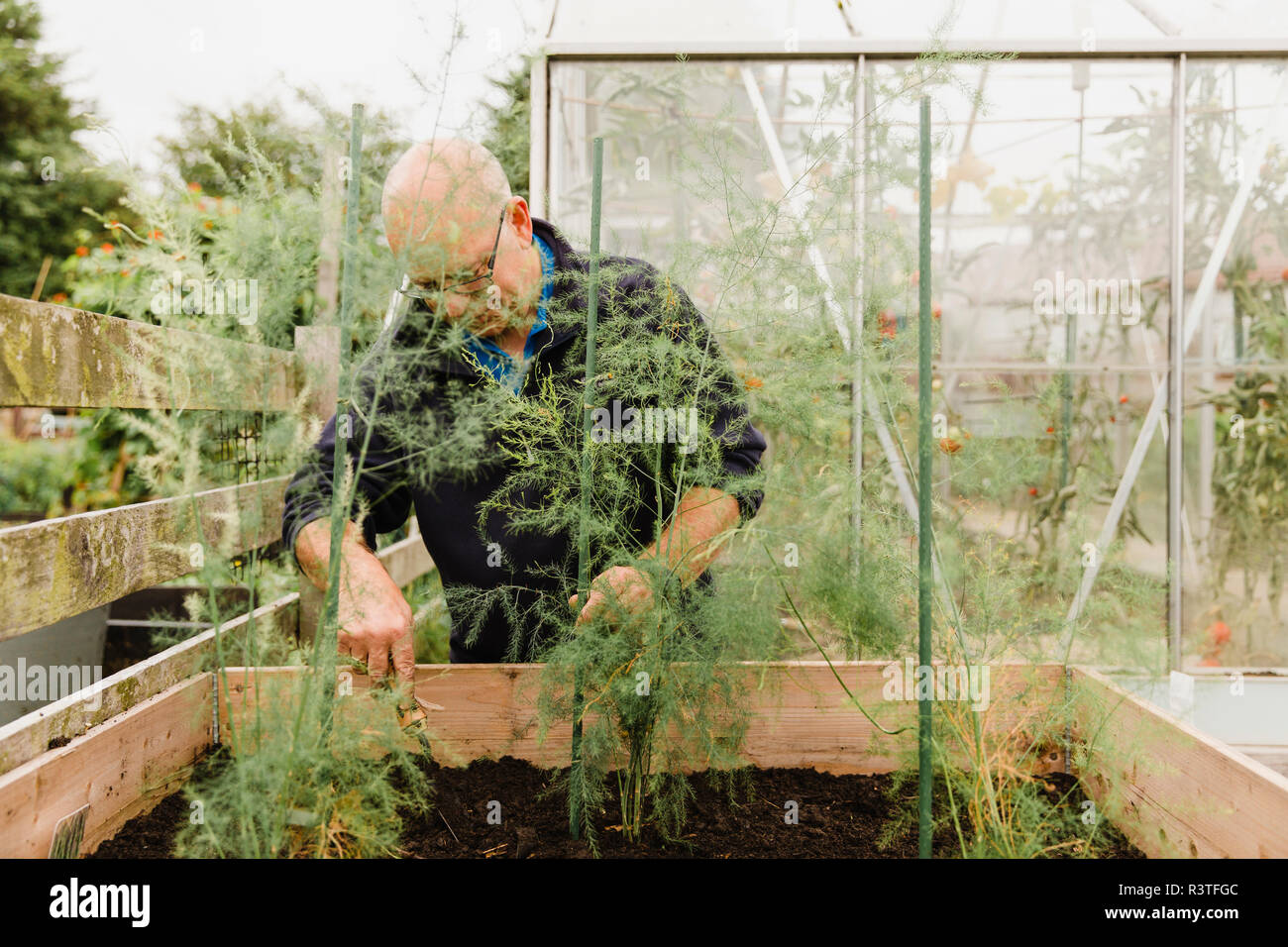 Allotment garden houses hi-res stock photography and images - Alamy