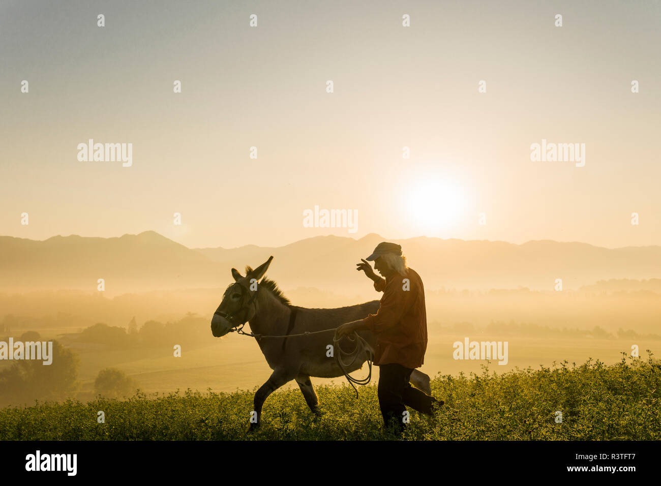 Man walking donkey field sunrise above rural landscape hi-res stock ...
