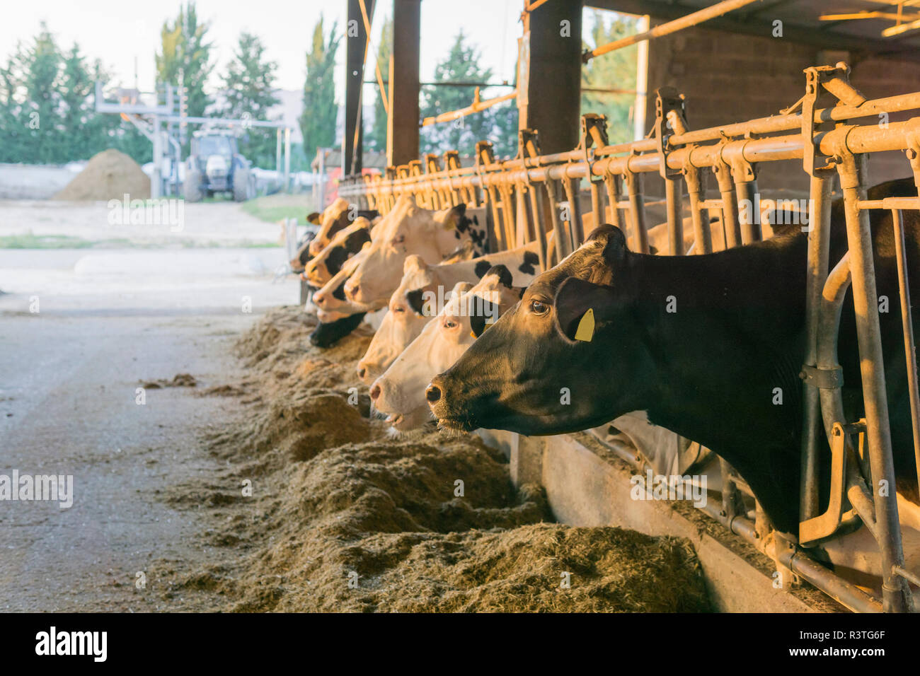 Cows in stable on a farm Stock Photo - Alamy