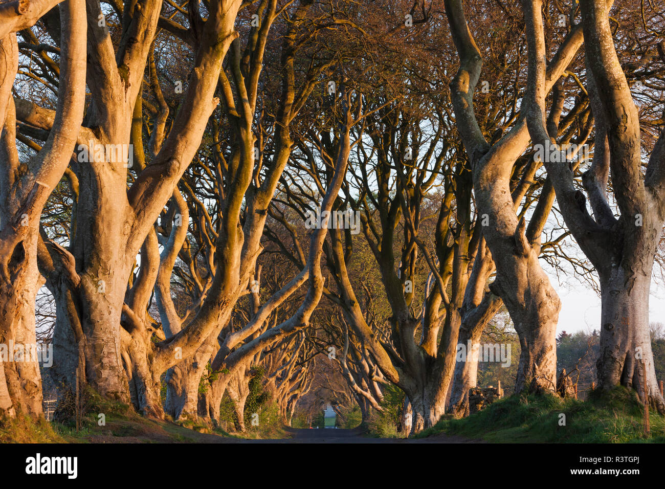 UK, Northern Ireland, County Antrim, Ballymoney, The Dark Hedges, tree ...