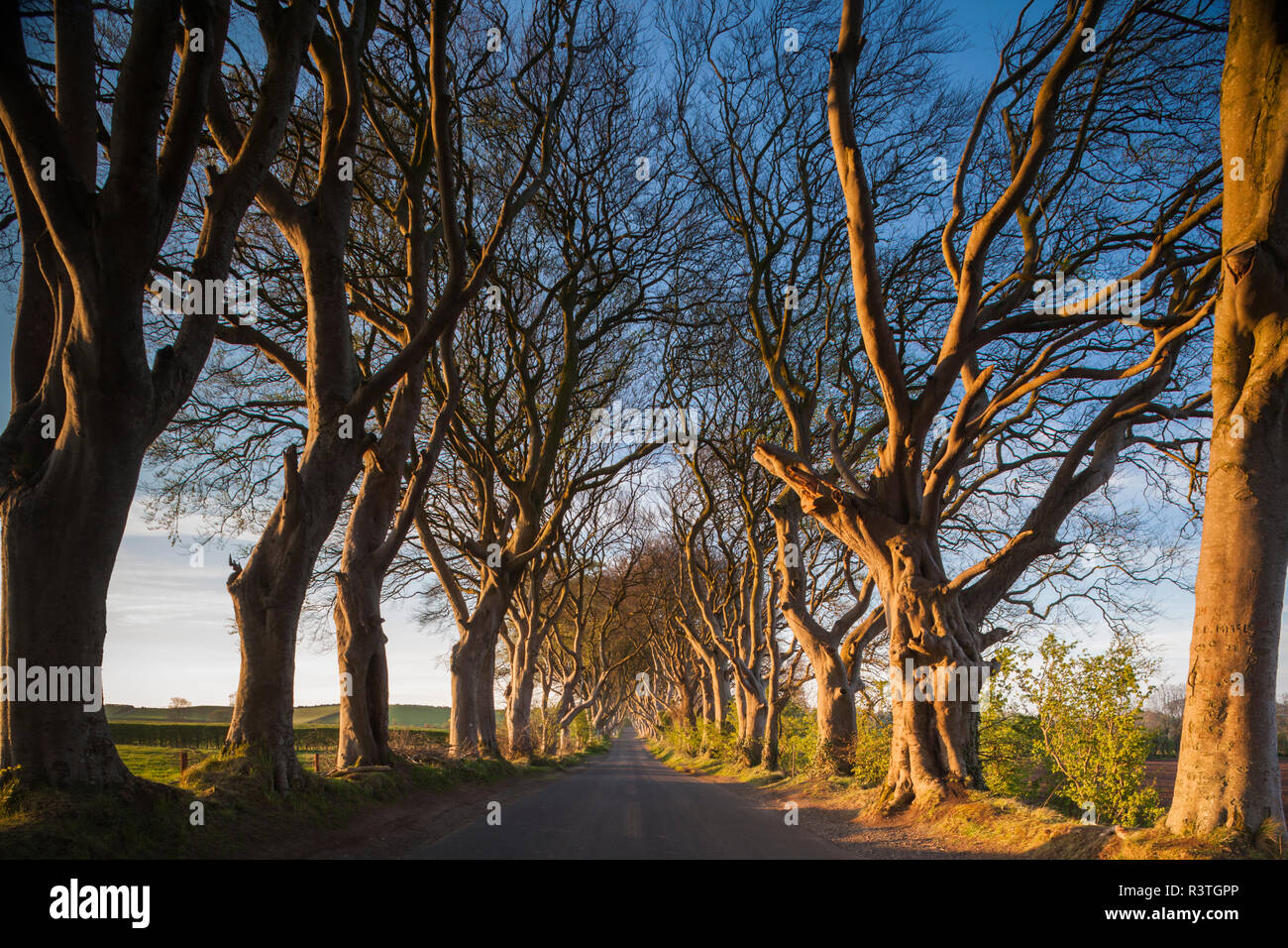 UK, Northern Ireland, County Antrim, Ballymoney, The Dark Hedges, tree ...