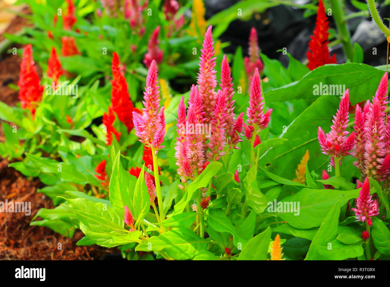 flower plumed cockscomb pink or Celosia argentea beautiful in the ...