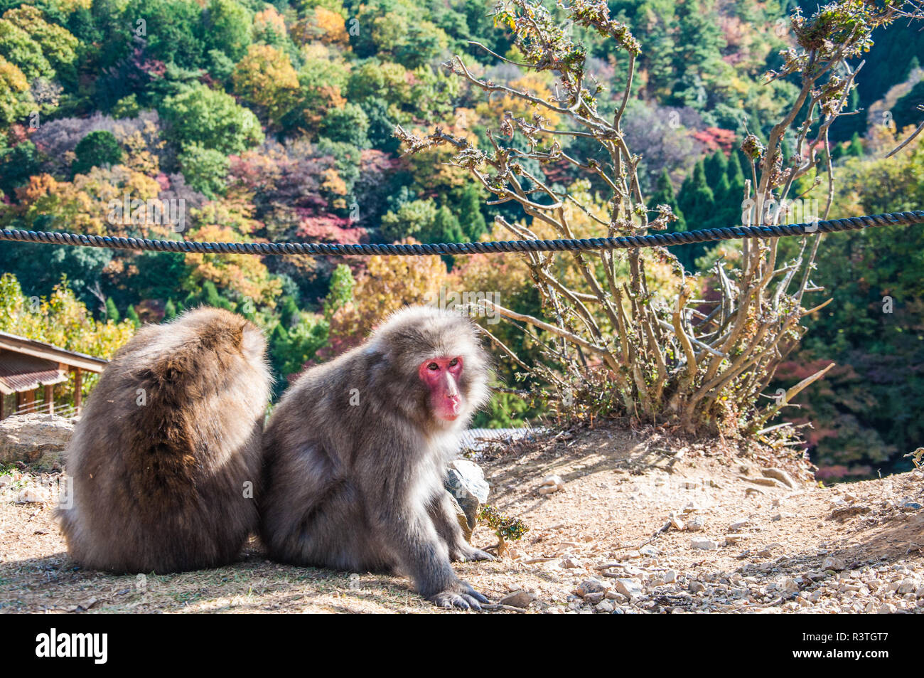 Two Japanese macaque snuggling up to stay warm during autumn Stock ...