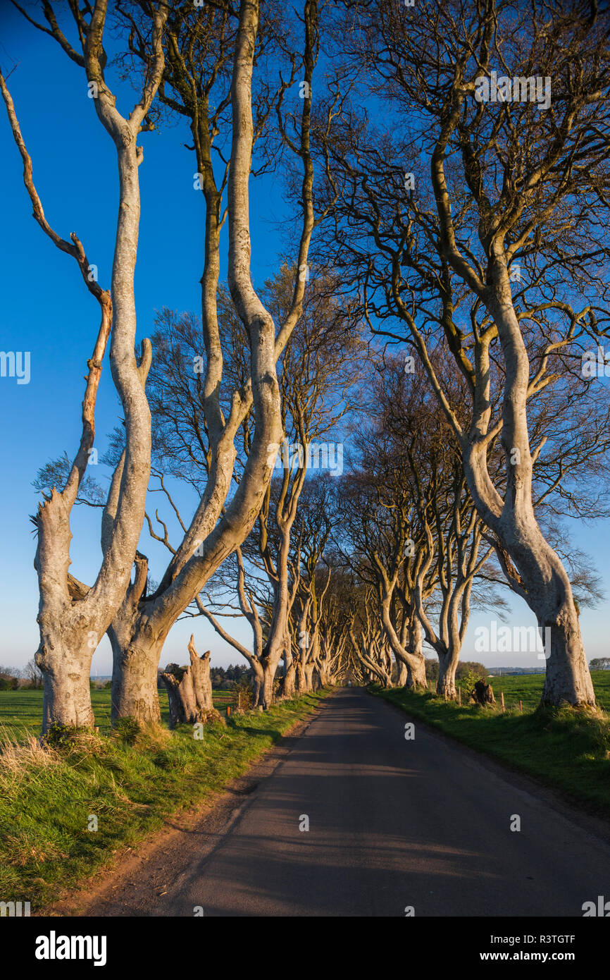 UK, Northern Ireland, County Antrim, Ballymoney, The Dark Hedges, tree ...