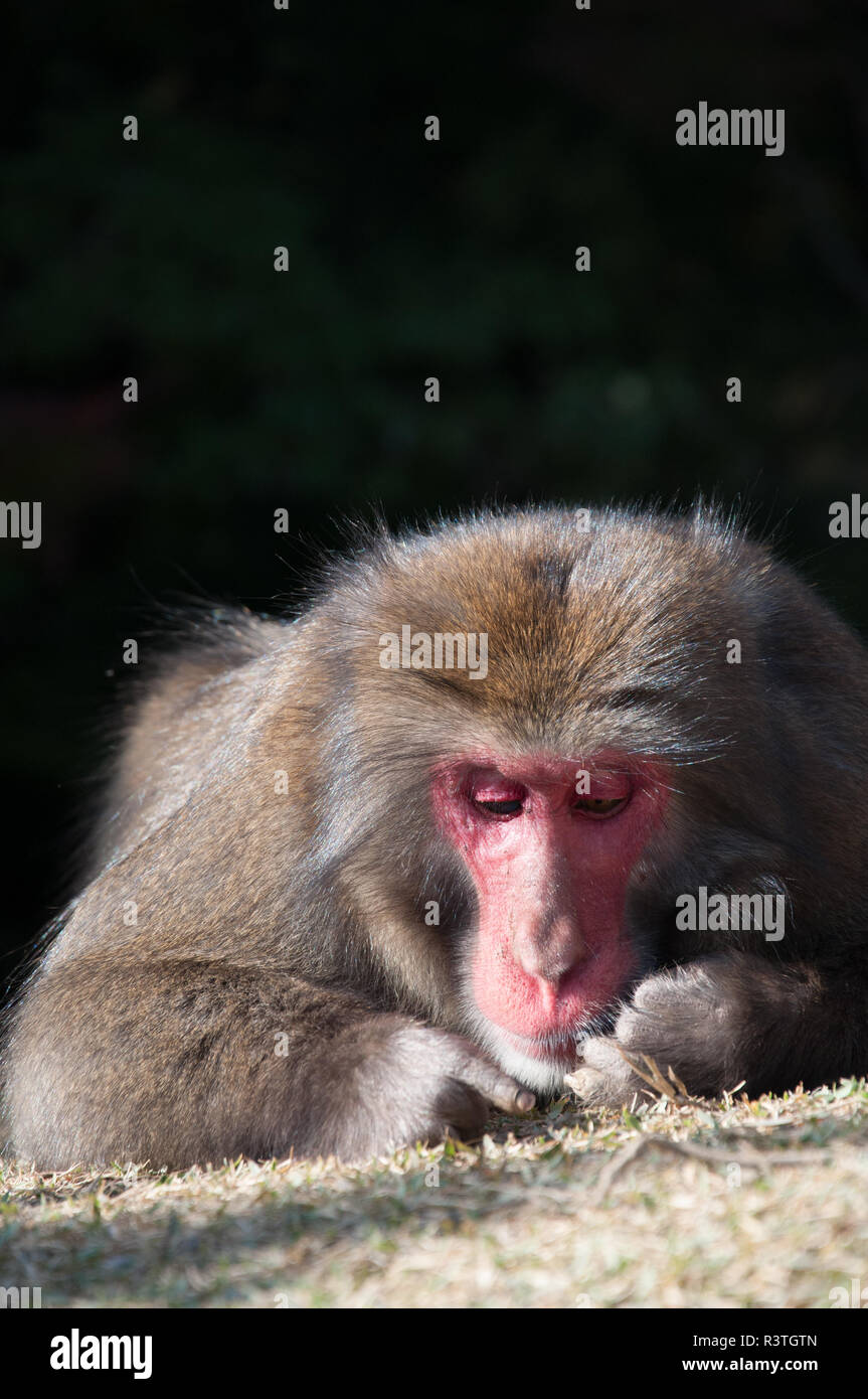 Kyoto the japanese macaque macaca fuscata hi-res stock photography and ...