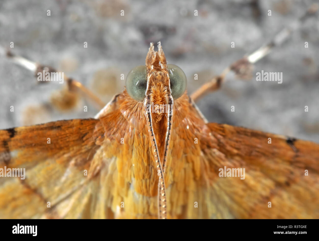 Macro Photography of Head of Yellow Moth on Gray Wall Stock Photo - Alamy